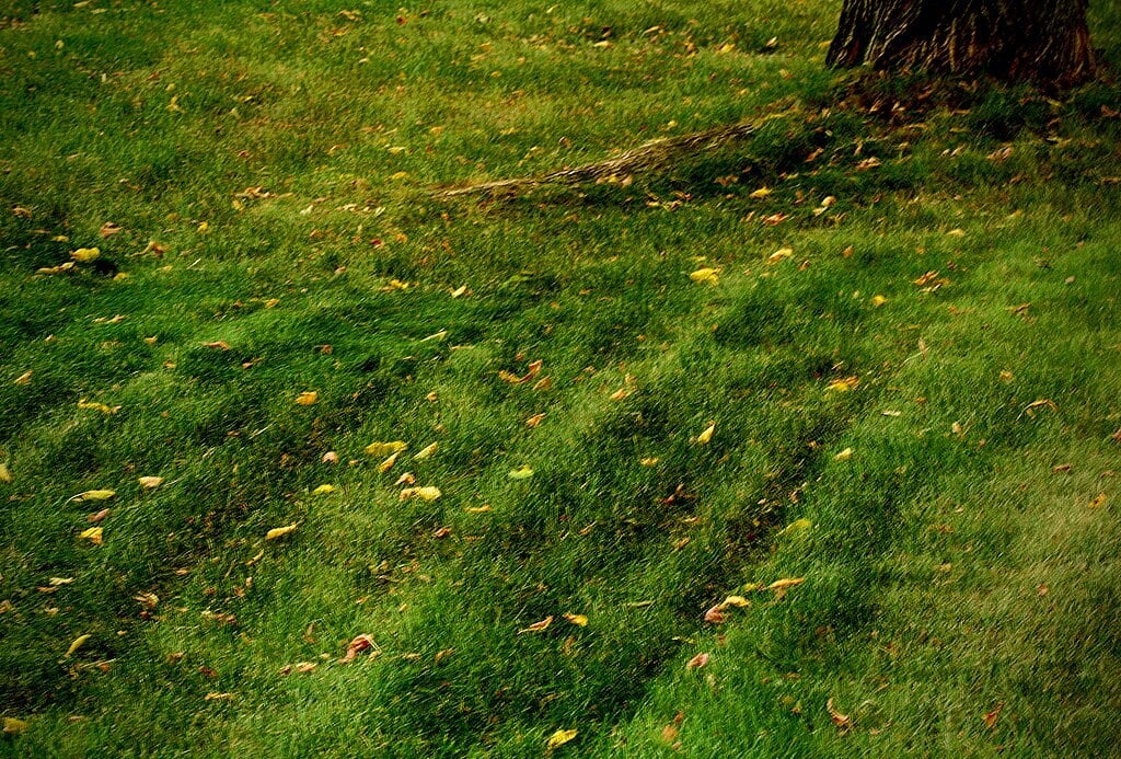 Mulching Leaves vs. Raking: Which is Better for Your Lawn